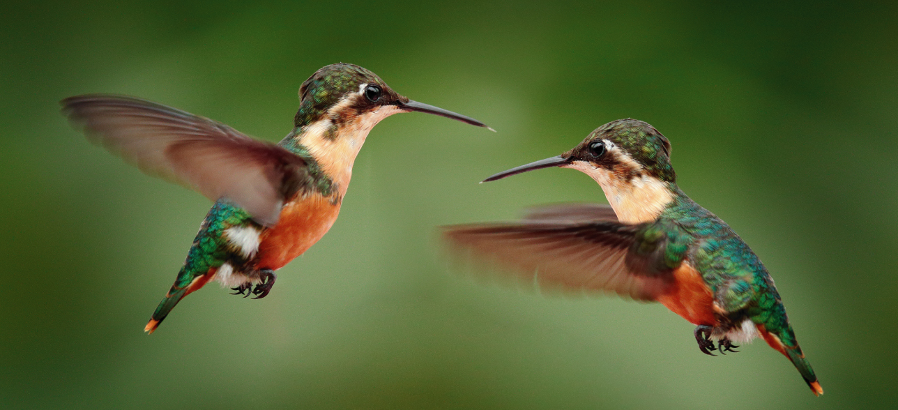 Aves Exoticas Volando