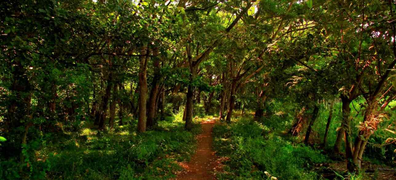 Hidroeléctrica Betania: conoce nuestra guía de Flora Arbórea